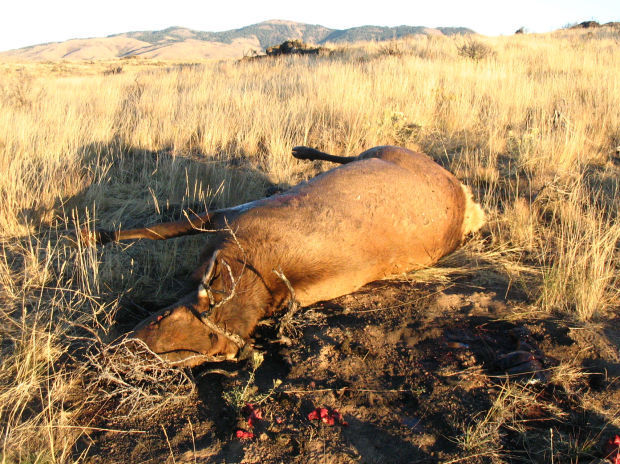 Fish and Game Seeks Info in Elk Poaching Case