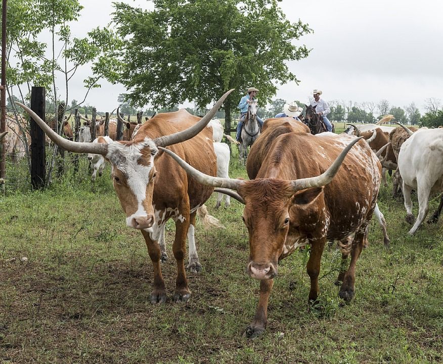 Longhorns Now often Found in Shows Rather than on the Range