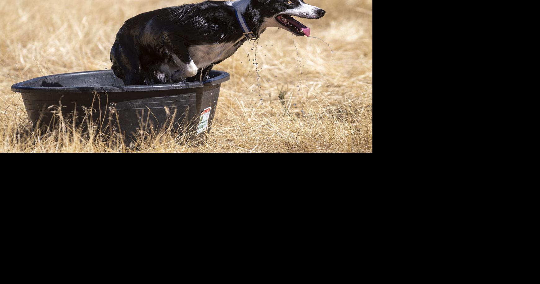 Annual Sheepdog Trails brings a crowd
