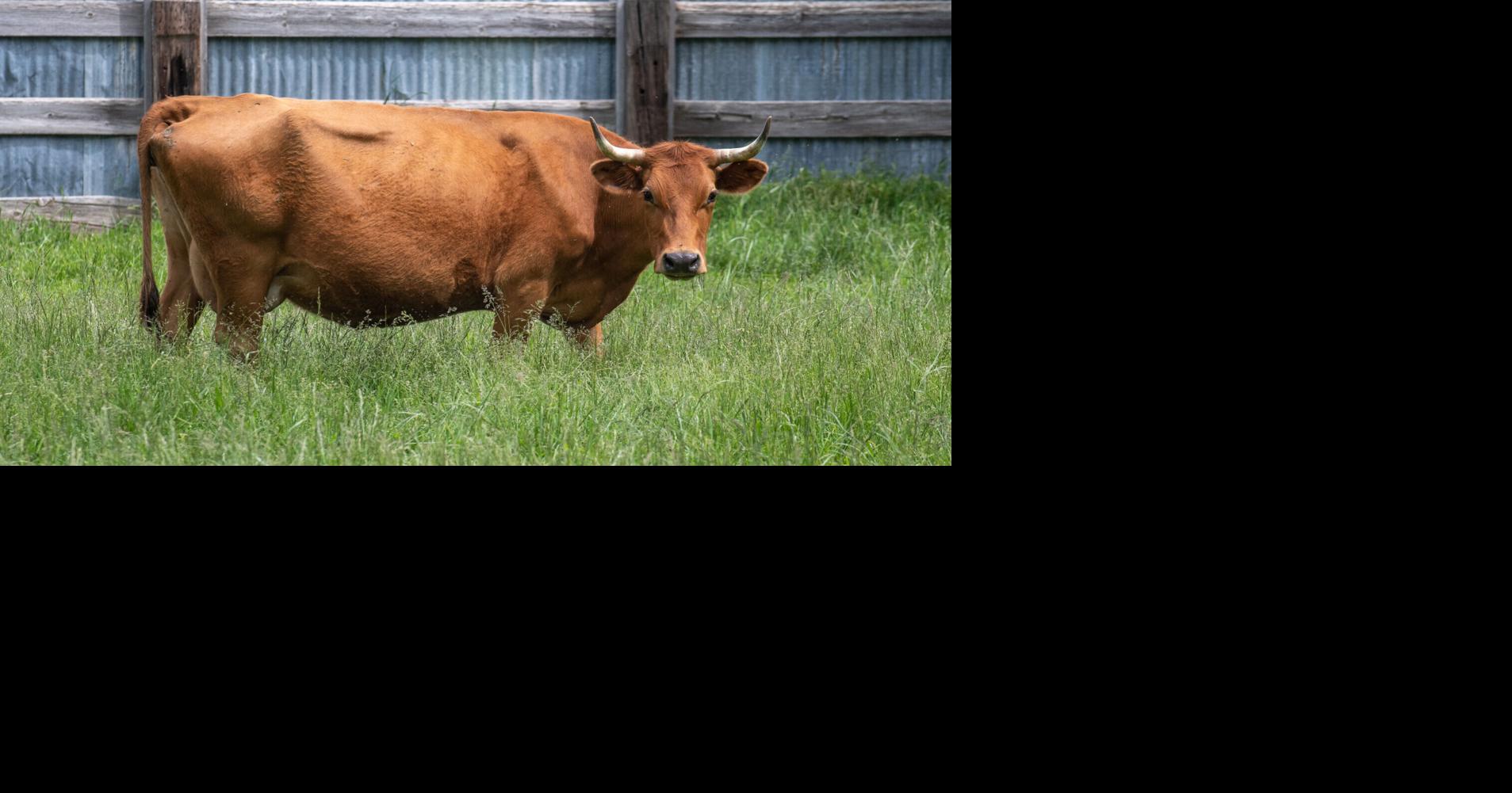 CSI awarded $3M USDA grant to boost agriculture education