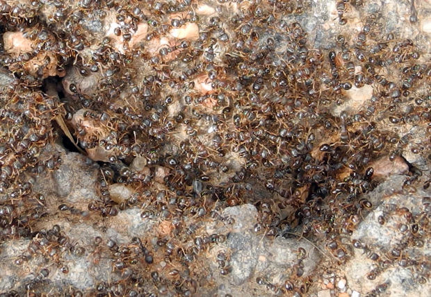Blog: Close-Up Photography of Ants!