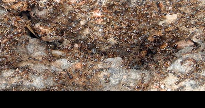 Blog: Close-Up Photography of Ants!