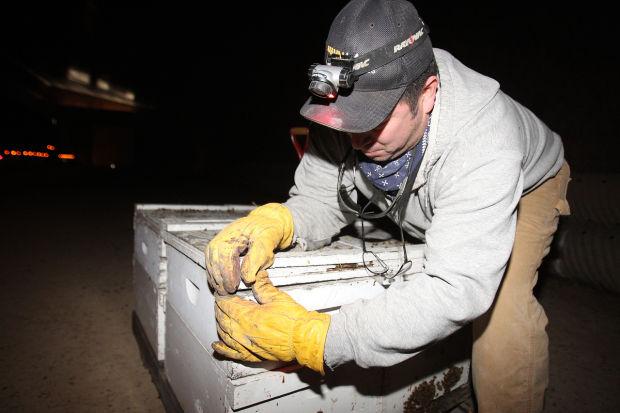 Gallery: Busy as a Bee