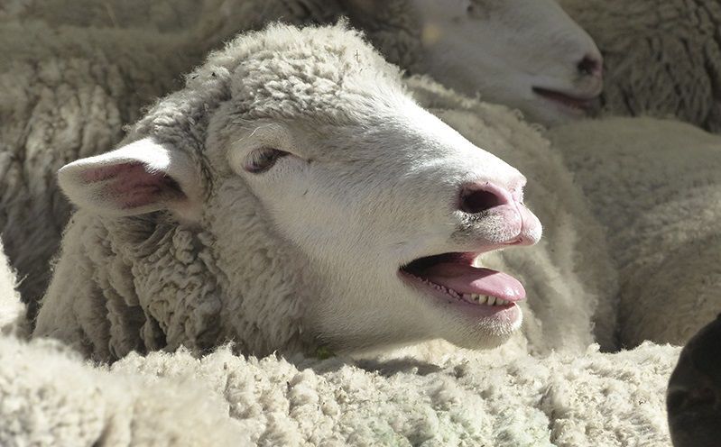 Sheep festival is baaaah...ck — festivities start Thursday