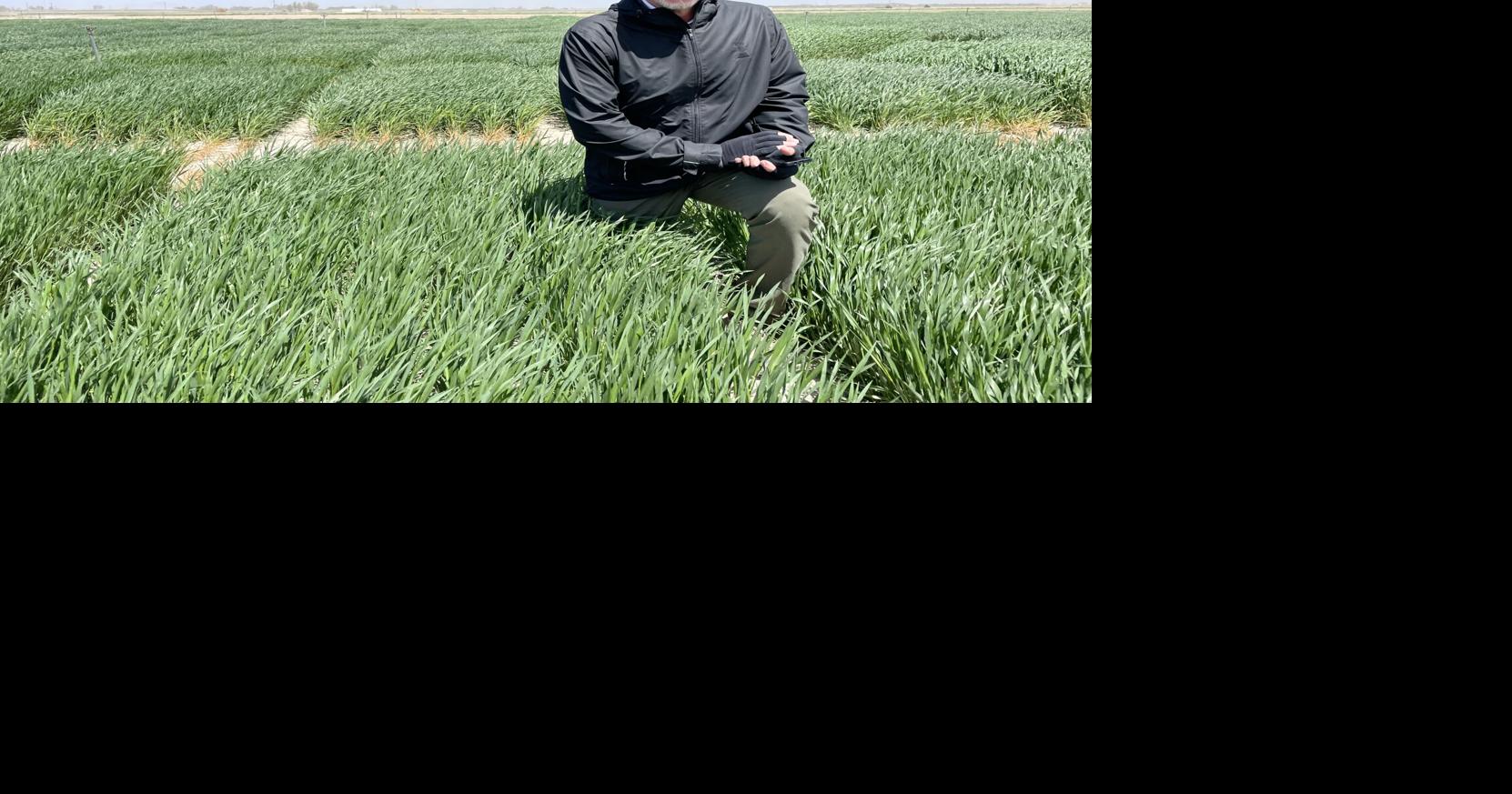 Niche forage crops might hold potential in Magic Valley