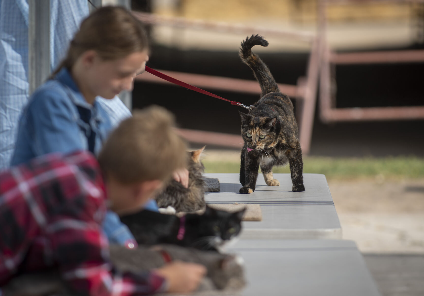 Animals galore at 4-H animal judging