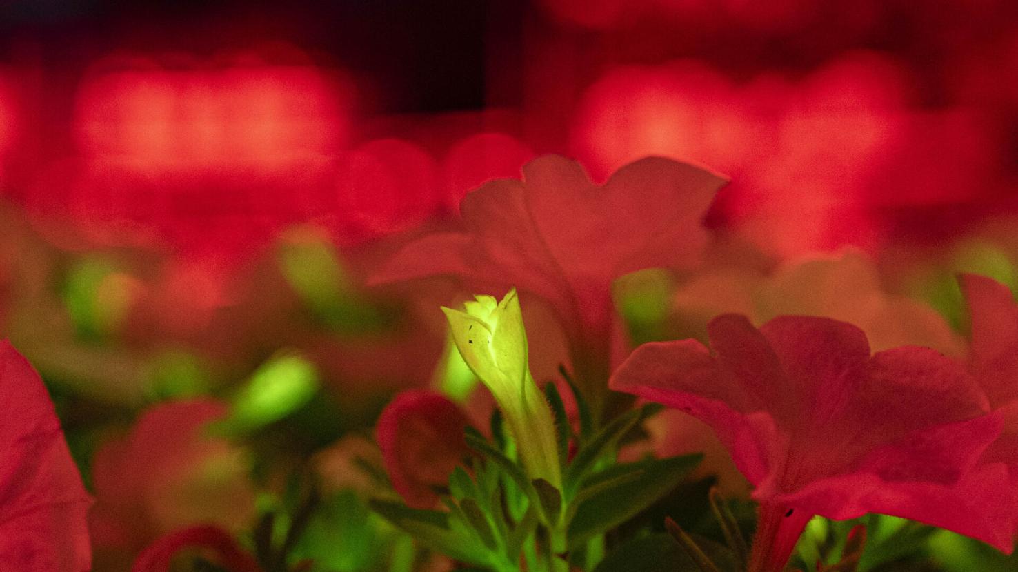Firefly petunias flowers glow with bioluminescent
