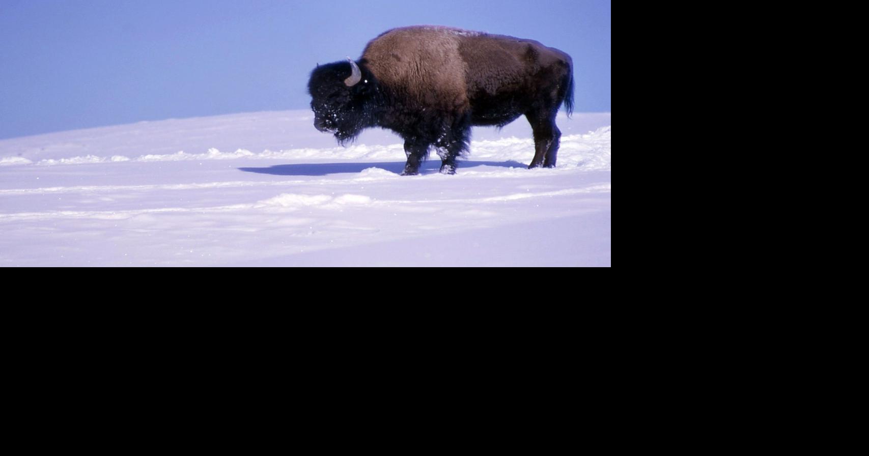 Yellowstone begins bison slaughter