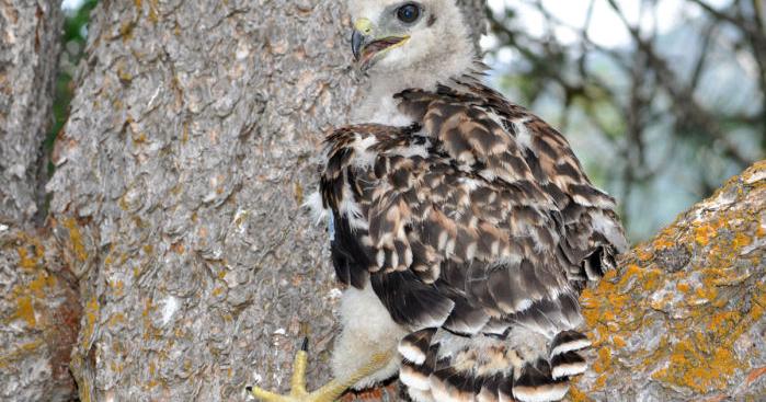 Baby Red-tailed Hawk
