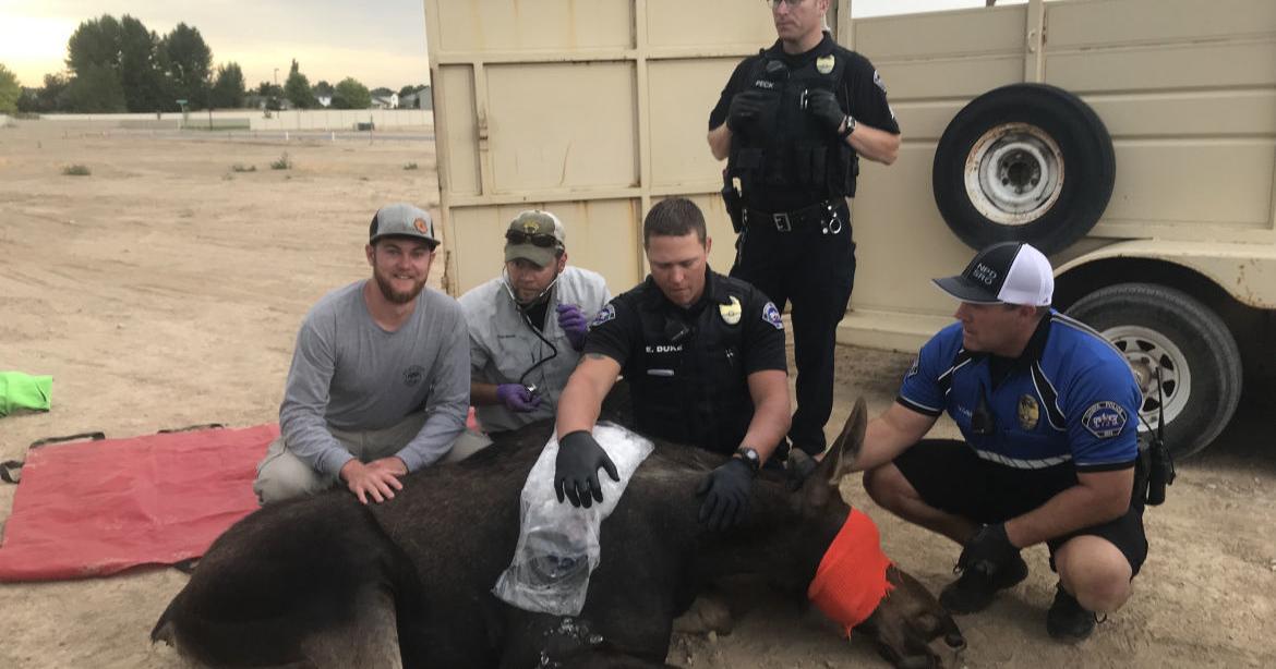 Fish and Game captures moose in Nampa