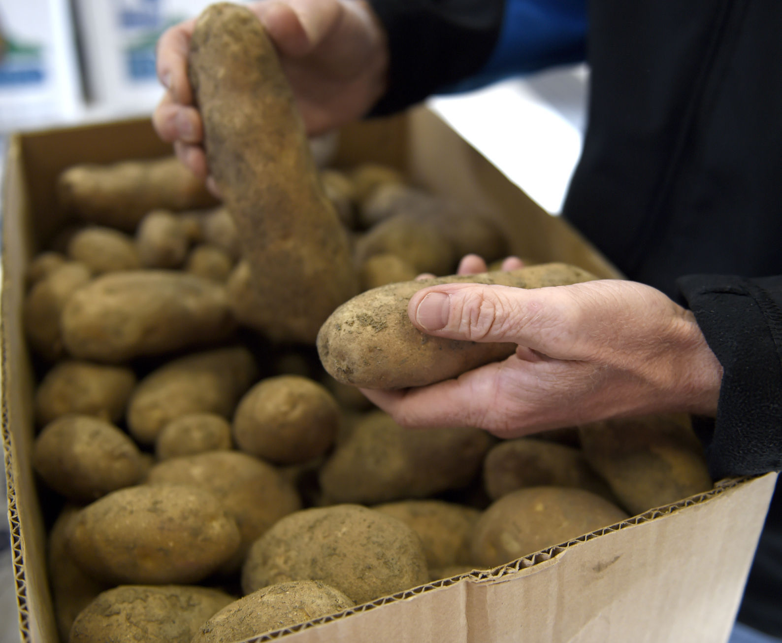 Researchers test chemicals, methods to fight potato diseases – Potato ...