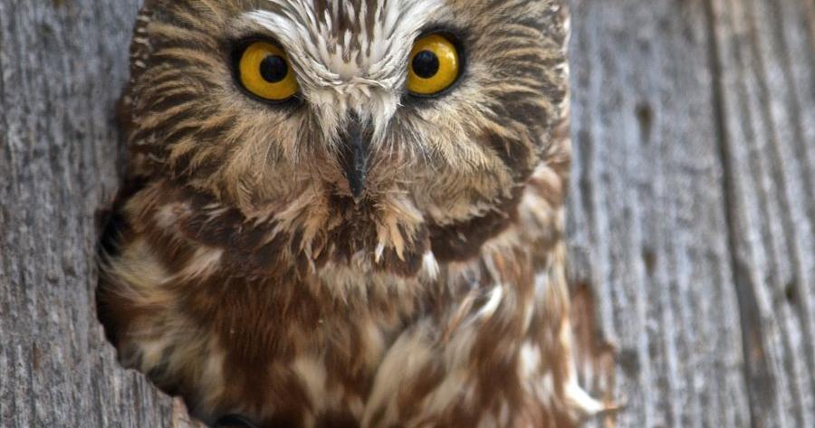 How Far can an Owl Rotate its Head?