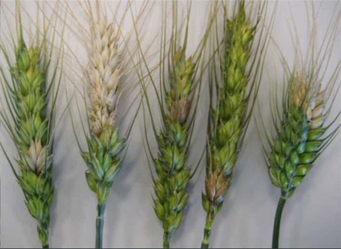 Fusarium Head Blight Causes Barley Headaches