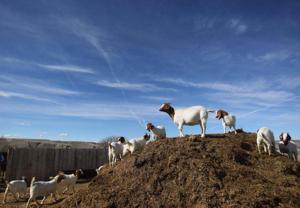 Gallery: Boer Goats
