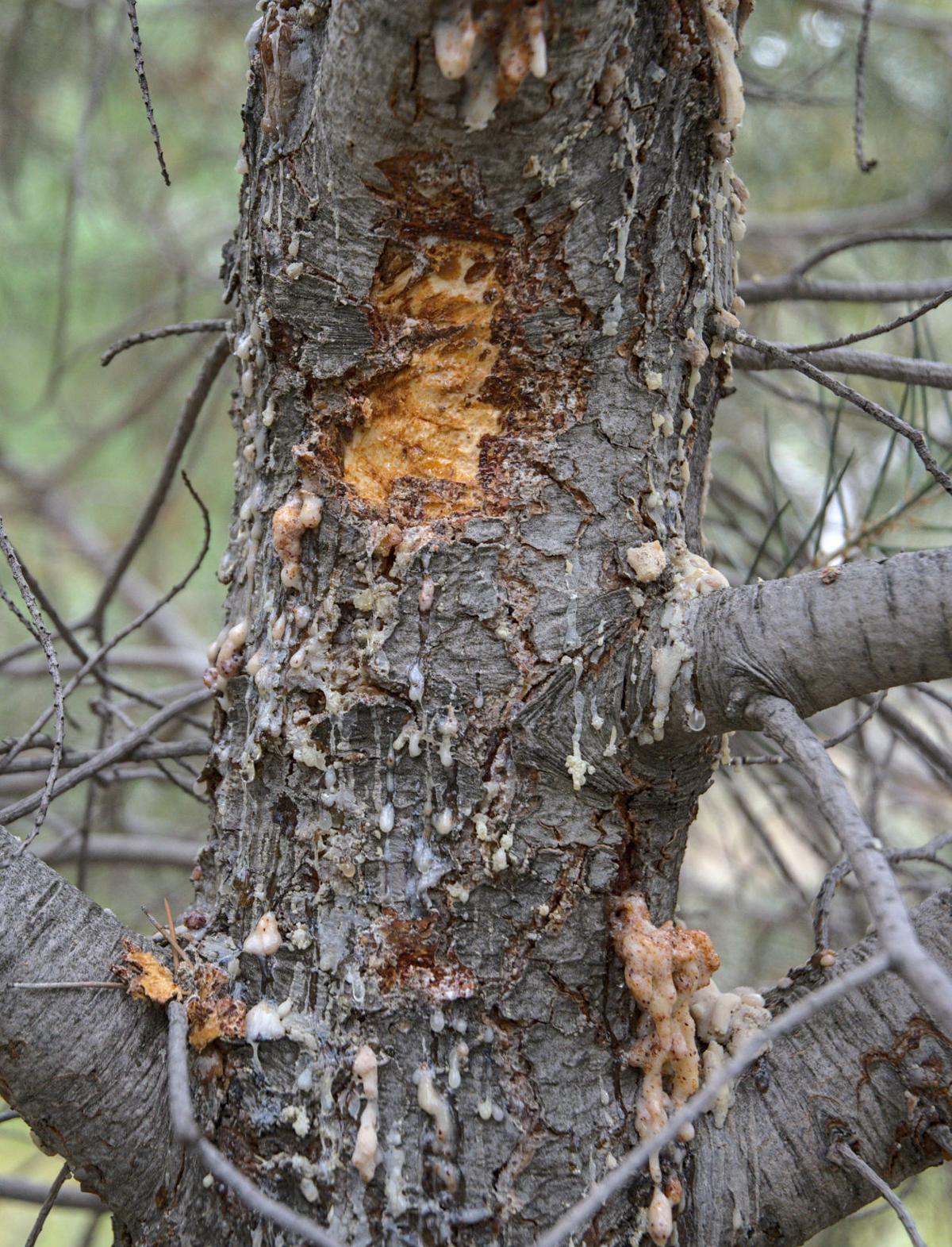 The pinyon pine mystery: Die-offs at City of Rocks spur concern ...