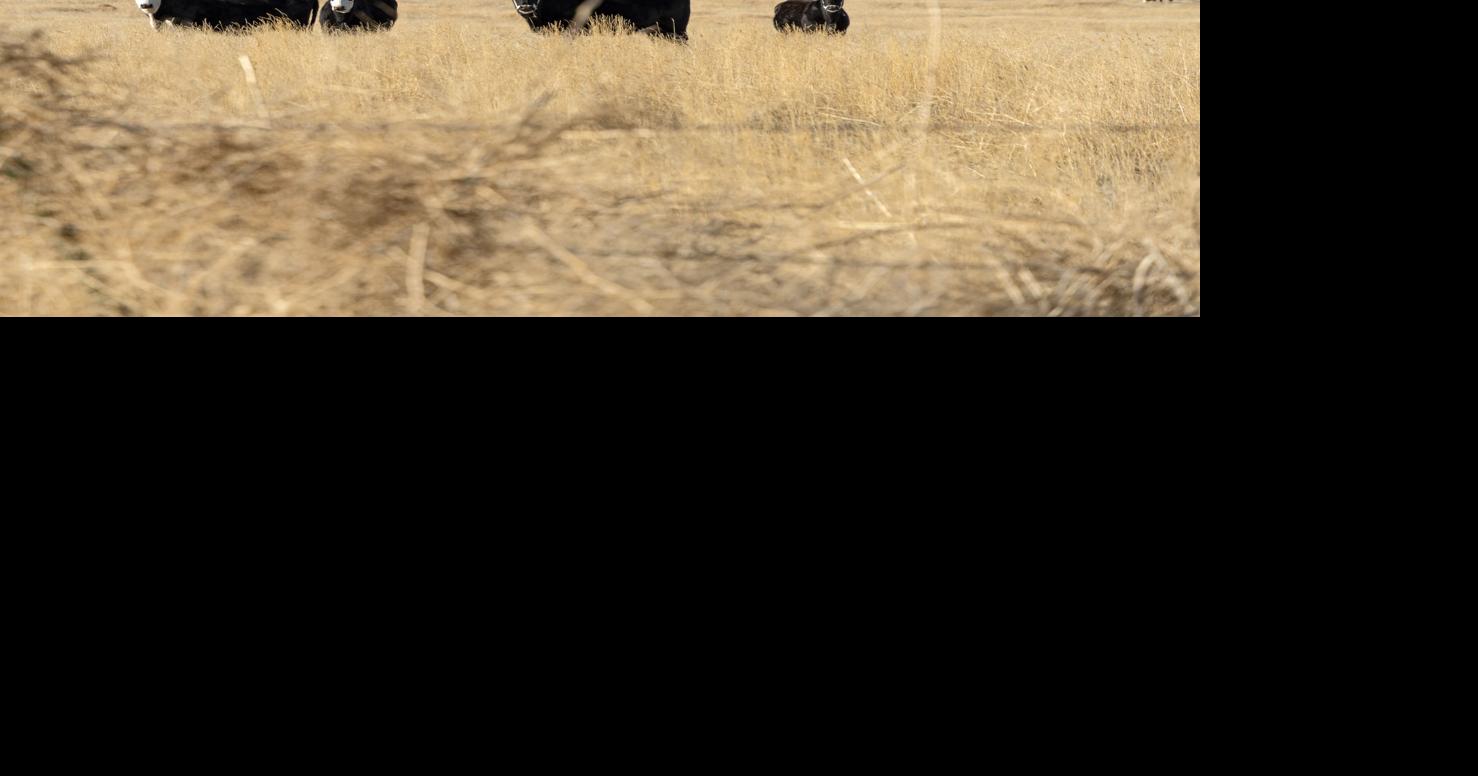 More grazing likely for public lands: BLM touts fire prevention, but ...