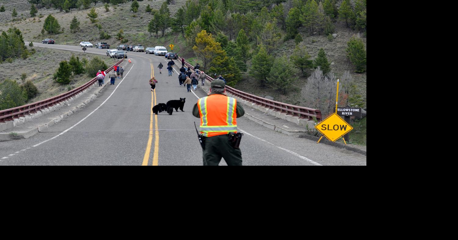 Yellowstone Injuries: Slips, Falls Outpace Bear Mauling