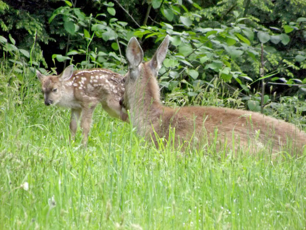 BLOG: How I Captured a Newborn Fawn's First Moments on Camera
