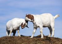 Gallery: Boer Goats