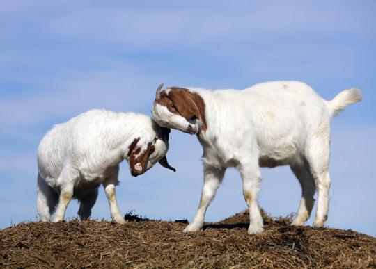 Gallery: Boer Goats