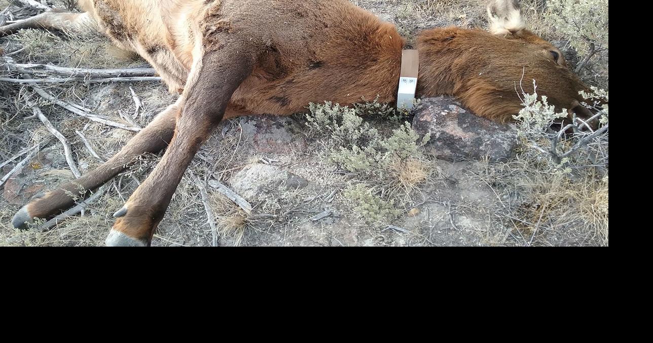 2 poached elk found in Owyhee County