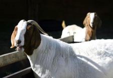 Gallery: Boer Goats
