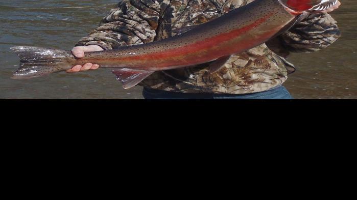 Lurking Steelhead a Fall Salmon River Creature Feature | Local ...