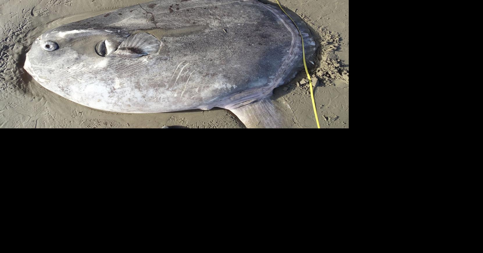 Massive, strange fish found on California beach; scientists say it's a ...