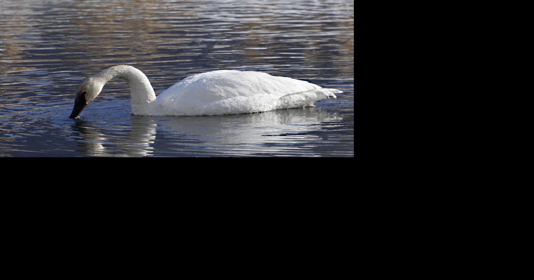 Swan hunting proposal moves forward