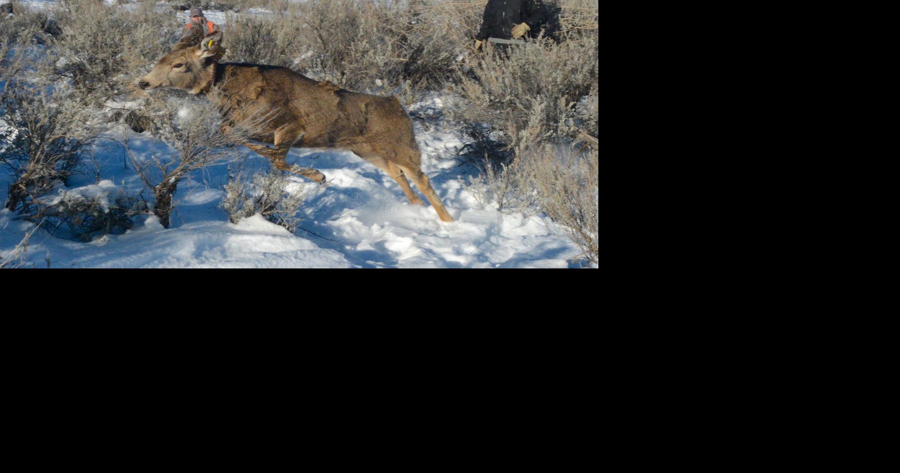 Phillips: Deer Trapping Is Game Management Meets Rodeo