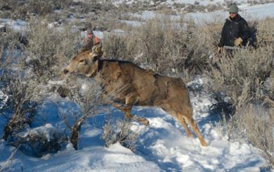 Phillips: Deer Trapping Is Game Management Meets Rodeo