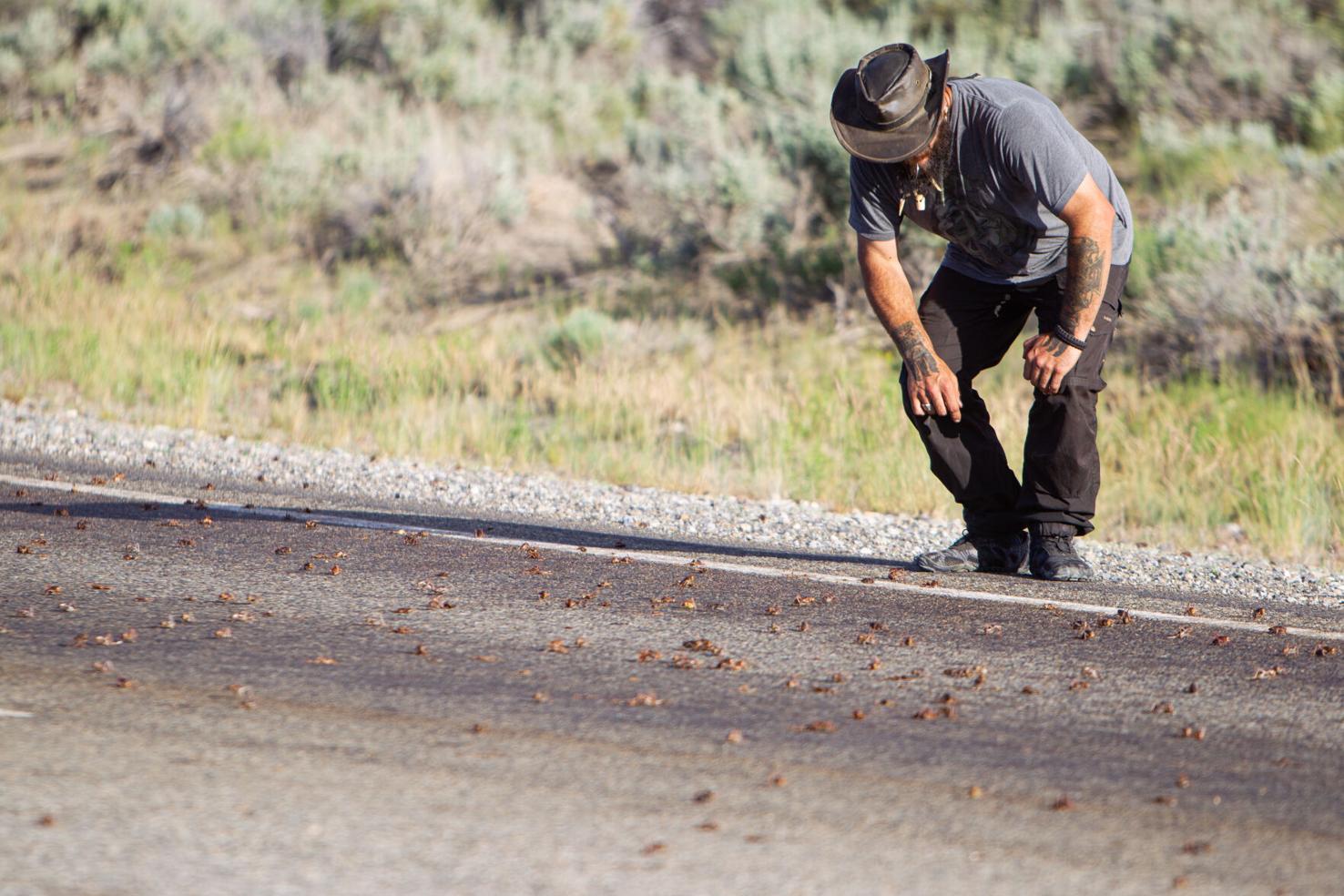 Mormon crickets crawl to the roads near Fairfield