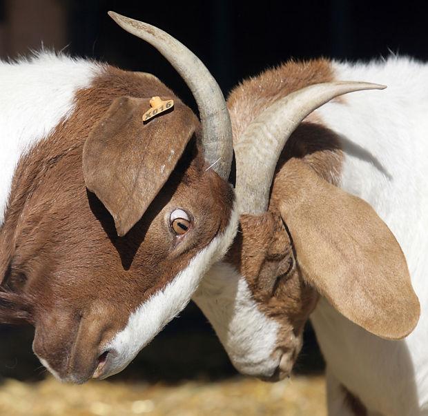 Gallery: Boer Goats