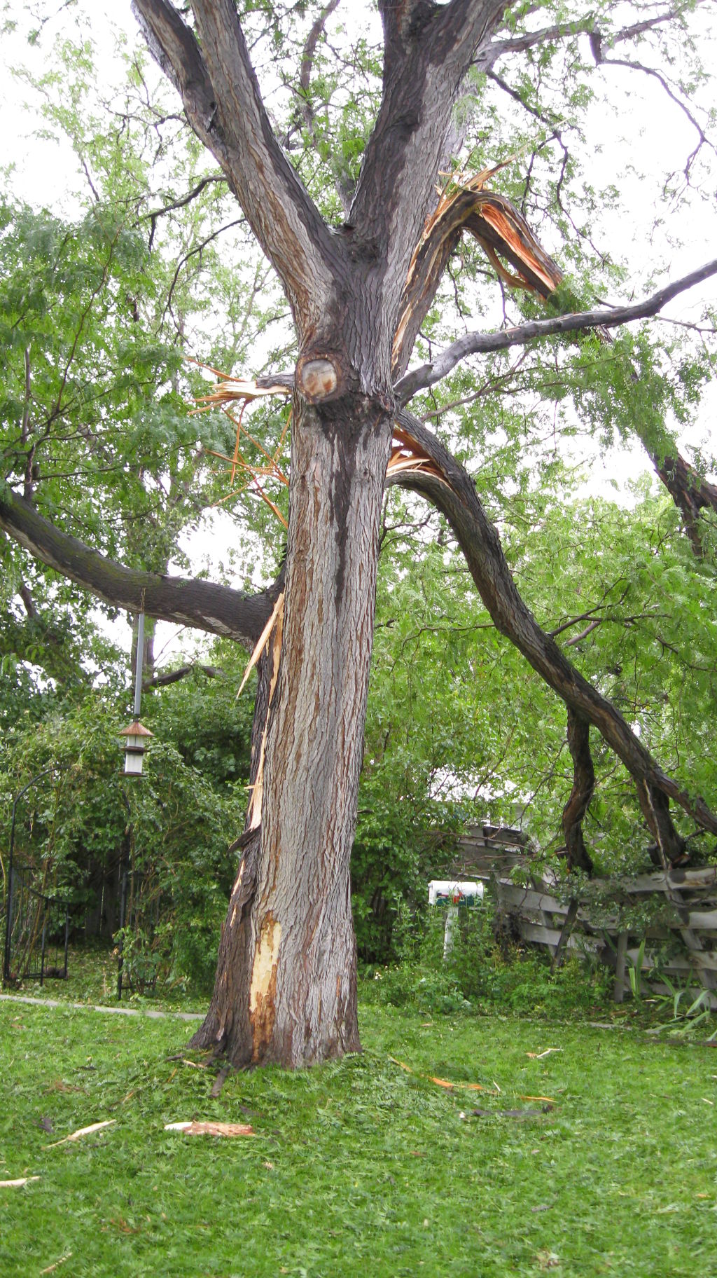 Gallery: Lightning Strikes Tree in Twin Falls Backyard | Local ...