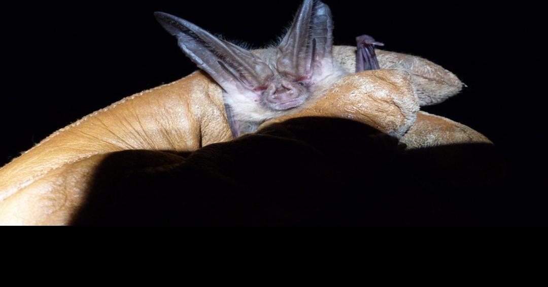 What should you do if you find a bat? If you can, leave it alone
