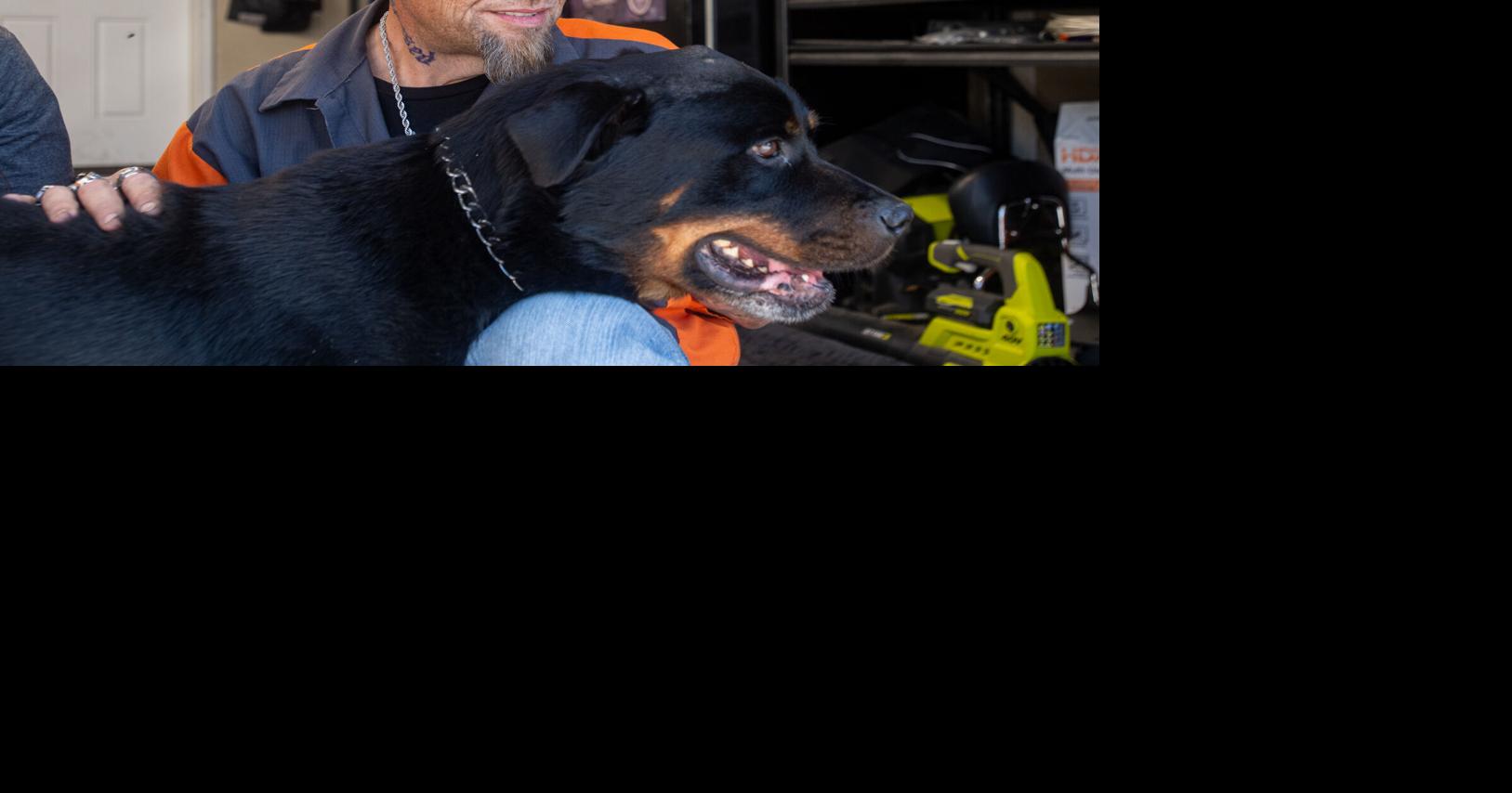 Chopper the dog rottweiler recovering in Buhl