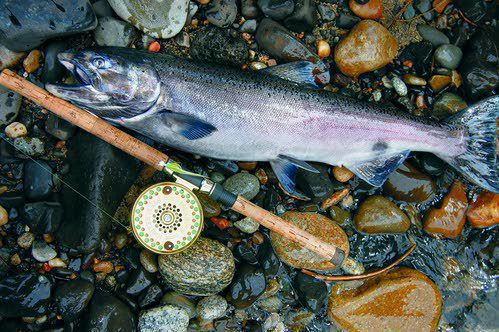 Another middling spring chinook return expected