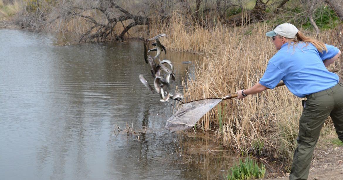 Phillips: Fish and Game restocks reservoirs drained during low water