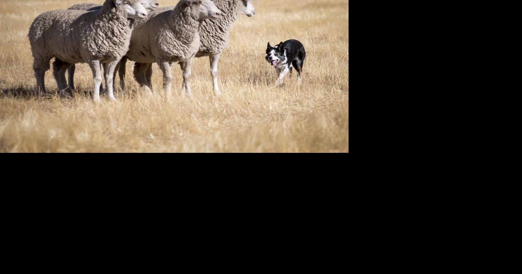 PHOTOS/VIDEO: Border Collies compete in the annual Sheepdog Trails