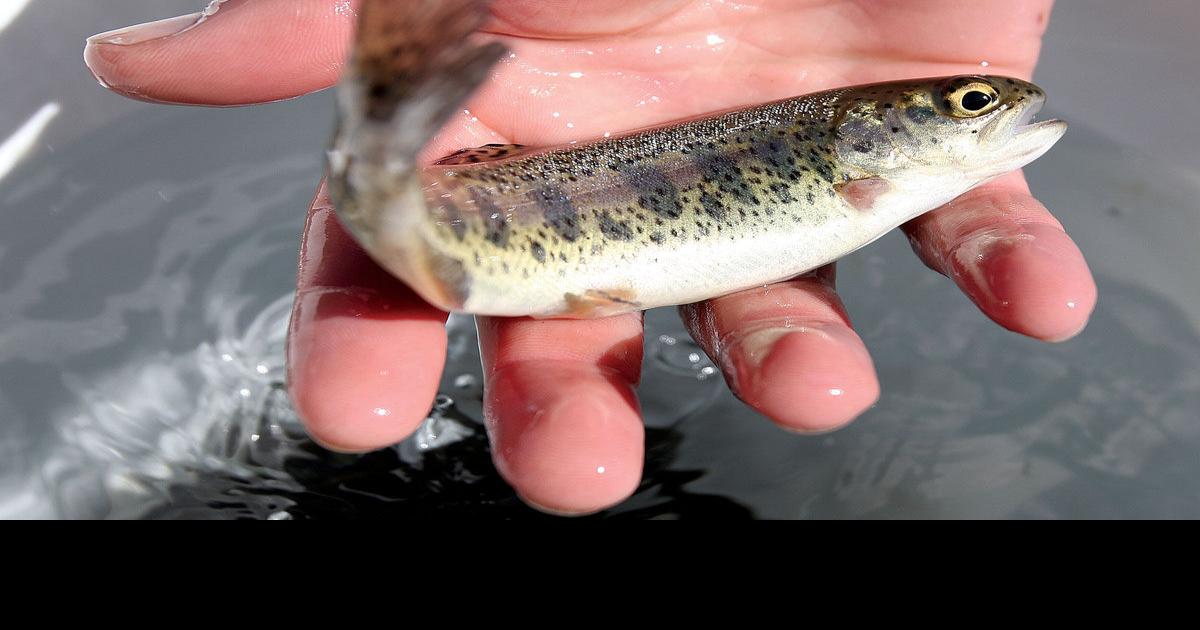 Fish and Game assumes management of Hagerman steelhead hatchery