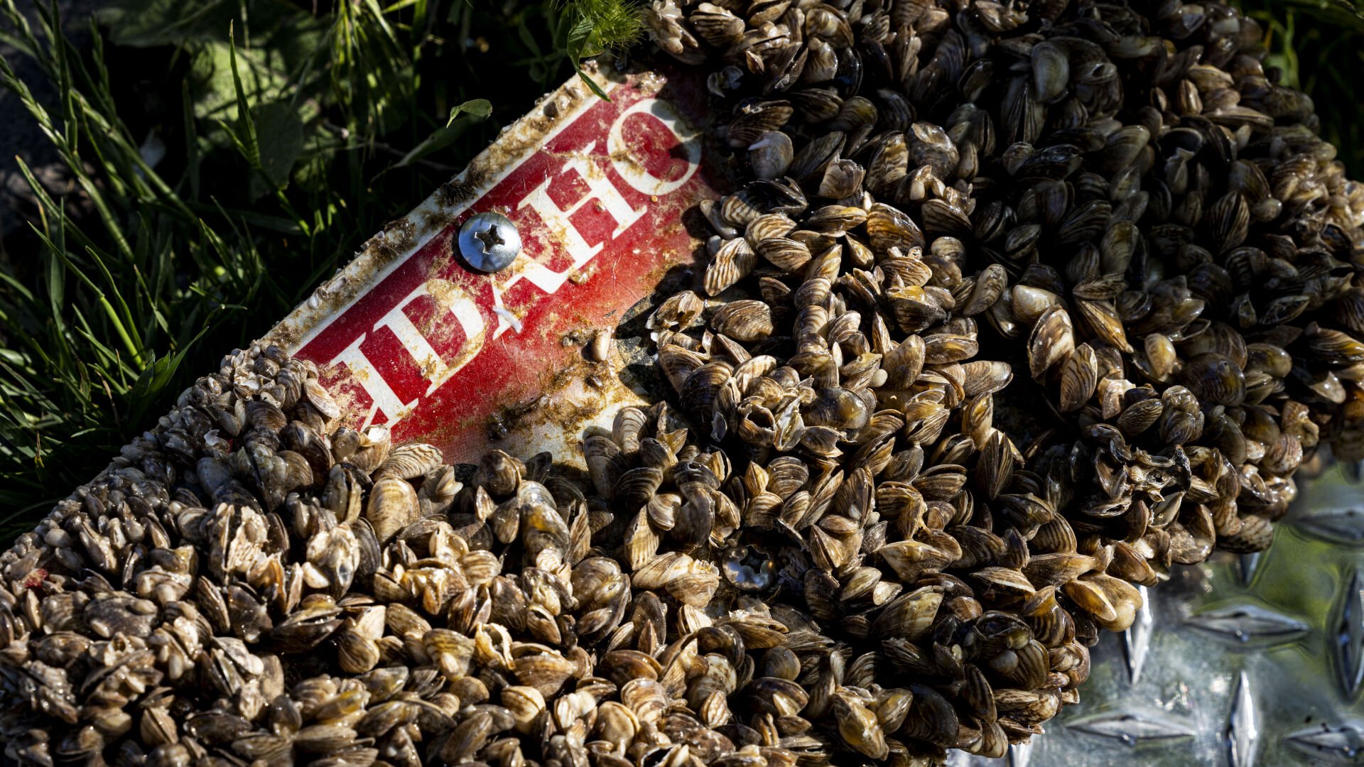 ISDA to use molluscicide in quagga mussel treatment in 2025