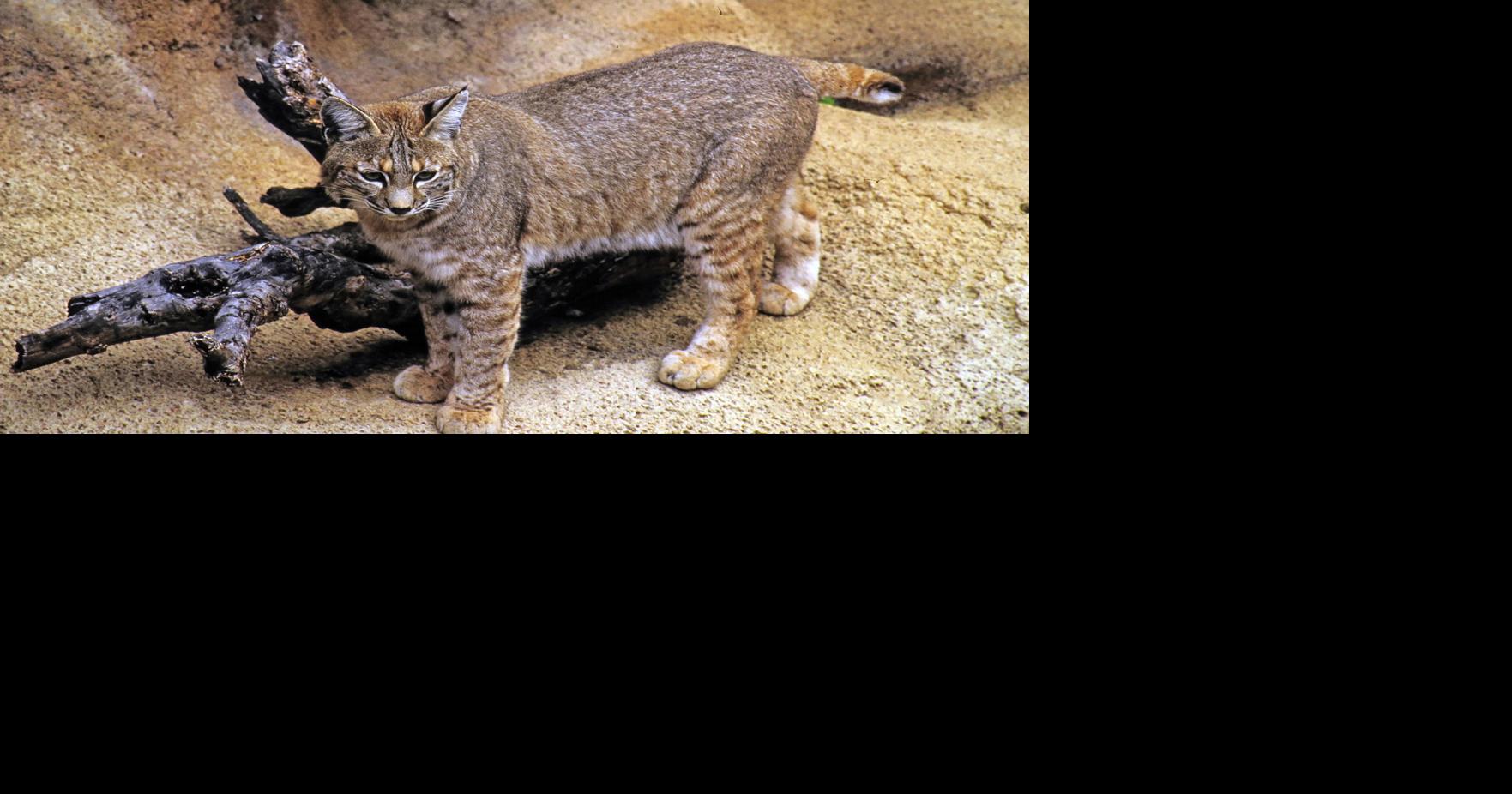 Bobcats abound in Idaho