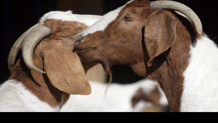 Gallery: Boer Goats | | magicvalley.com