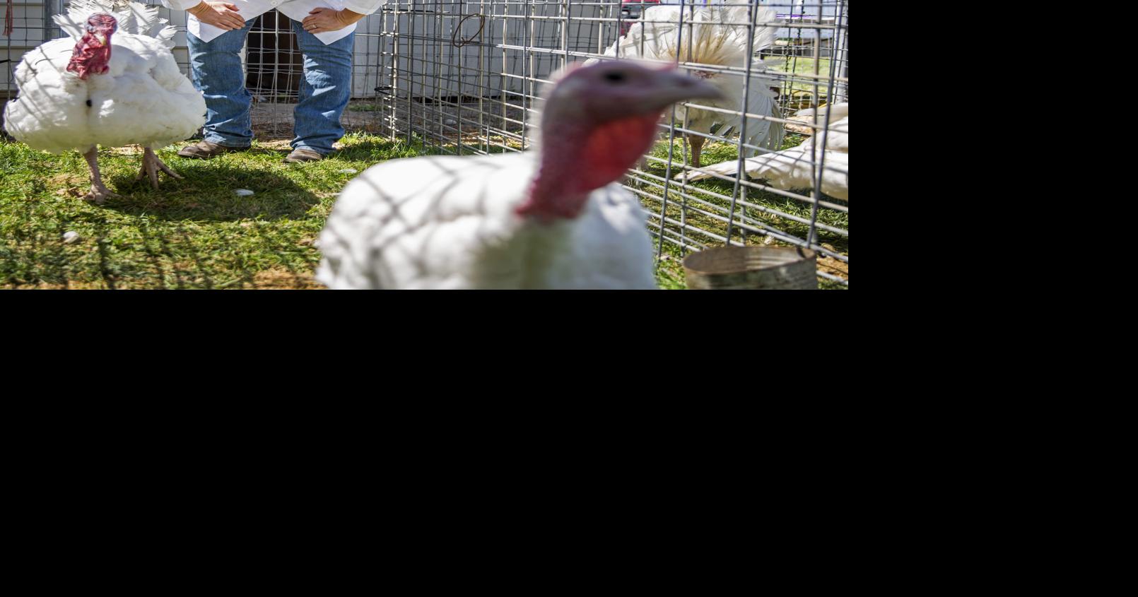 Poultry judges weigh in on top birds at Twin Falls County Fair