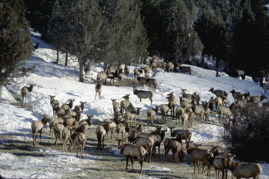 Results of nonresident deer/elk tag drawing available