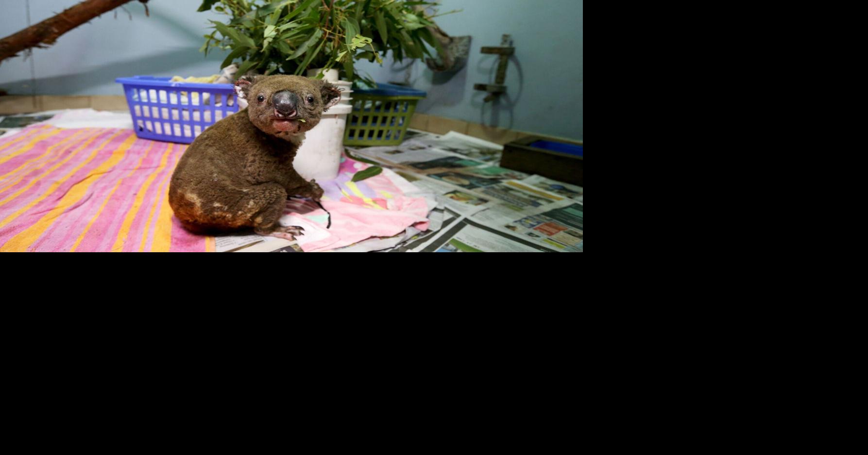 Koalas are dying from chlamydia, and climate change is making it worse