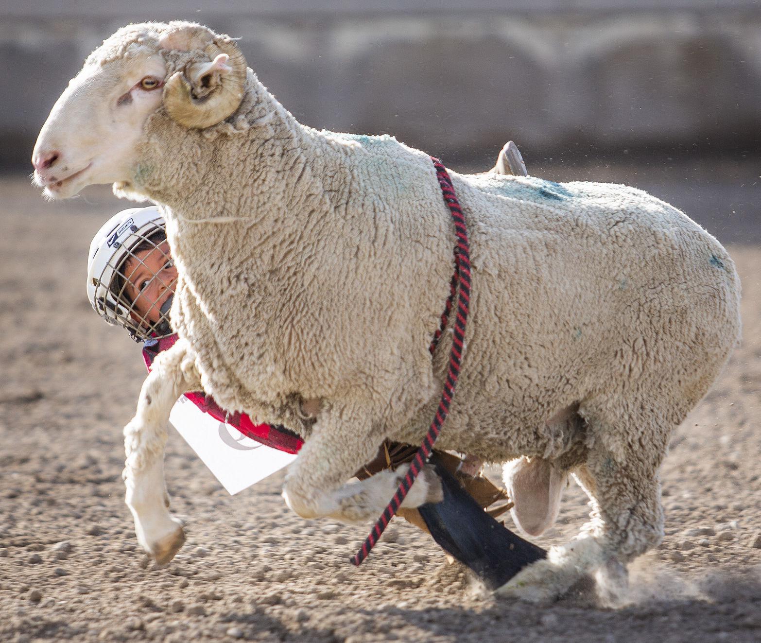 PHOTOS: Mutton Busting at the Minidoka County Fairgrounds