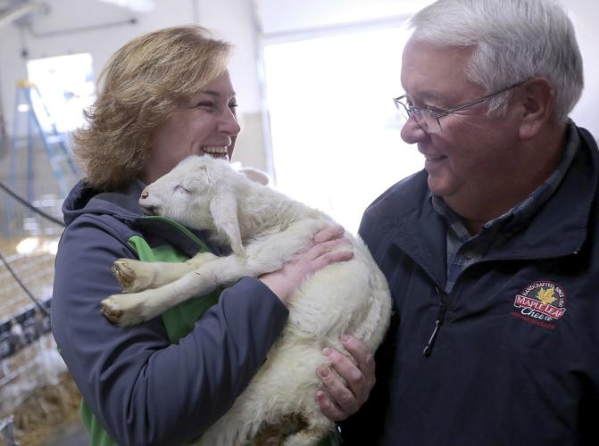 Wisconsin farm turns to Assaf sheep, genetics to make cheese