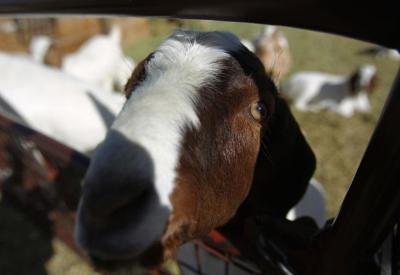 Gallery: Boer Goats