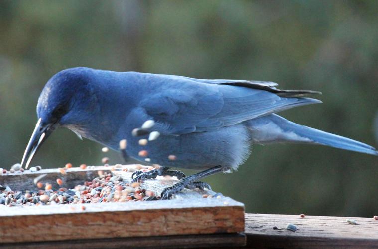 Pinyon jay keeps nest locations top secret